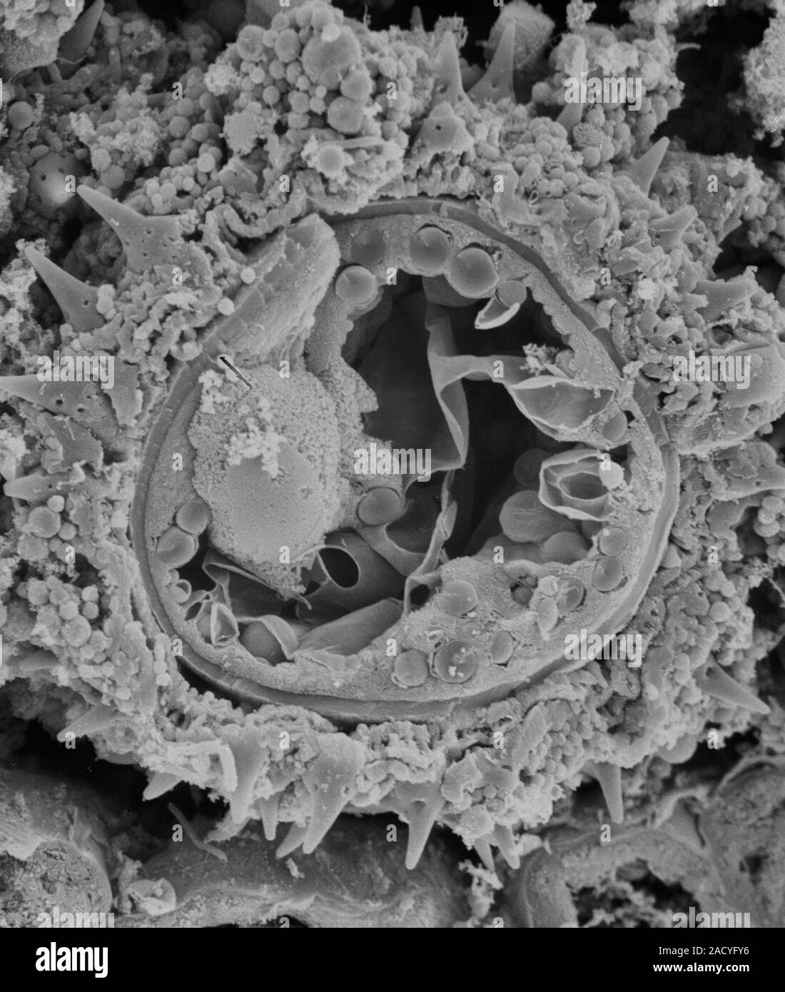 Scanning electron microscope (SEM) image showing a fractured pollen ...