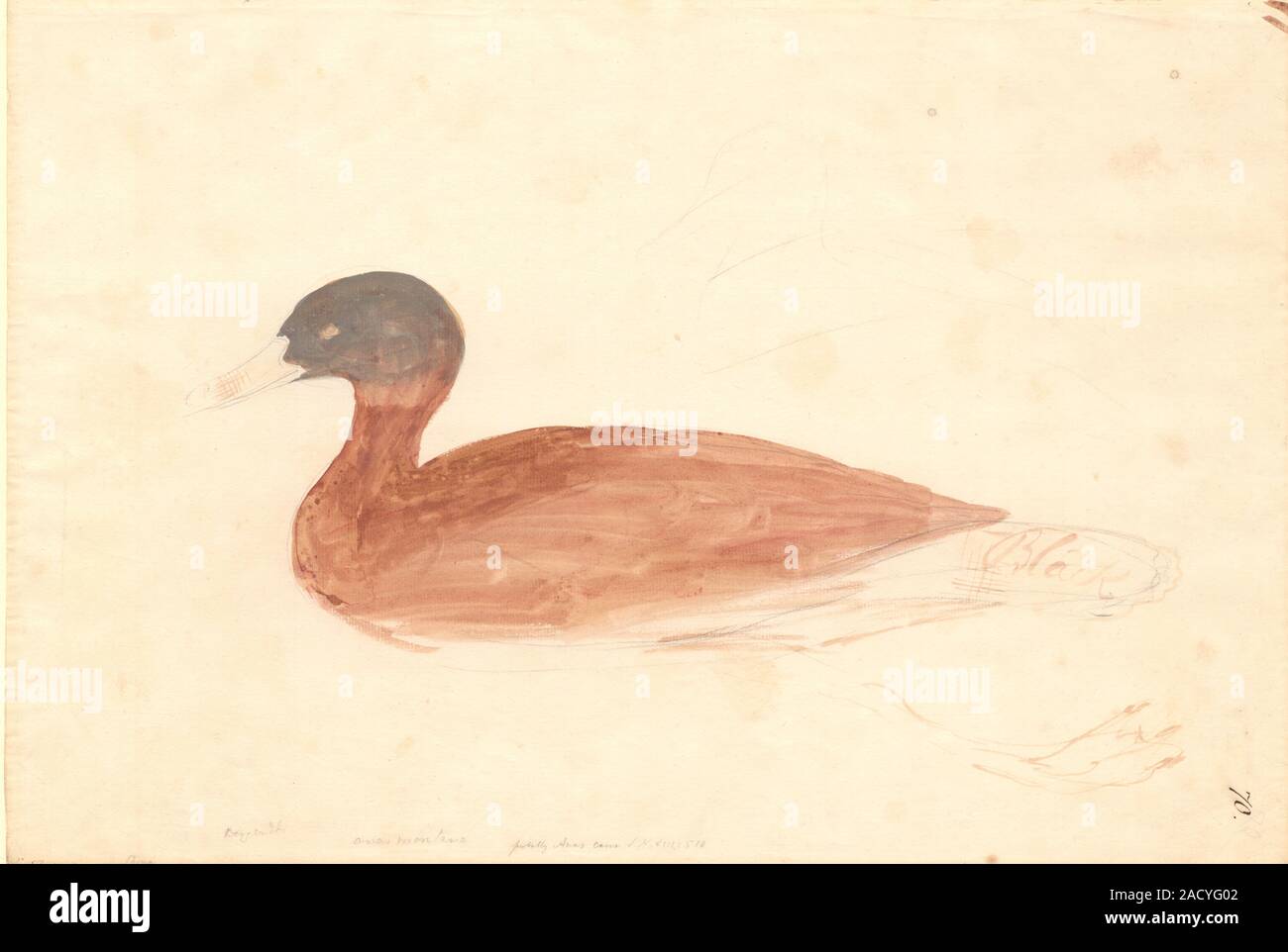 Ff. 70. Watercolour by George Forster annotated 'Anas montana', made ...