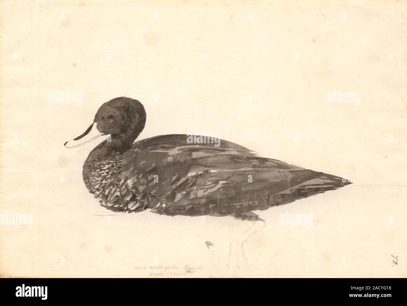 Ff. 72. Watercolour by George Forster annotated 'Anas xanthorynchus ...