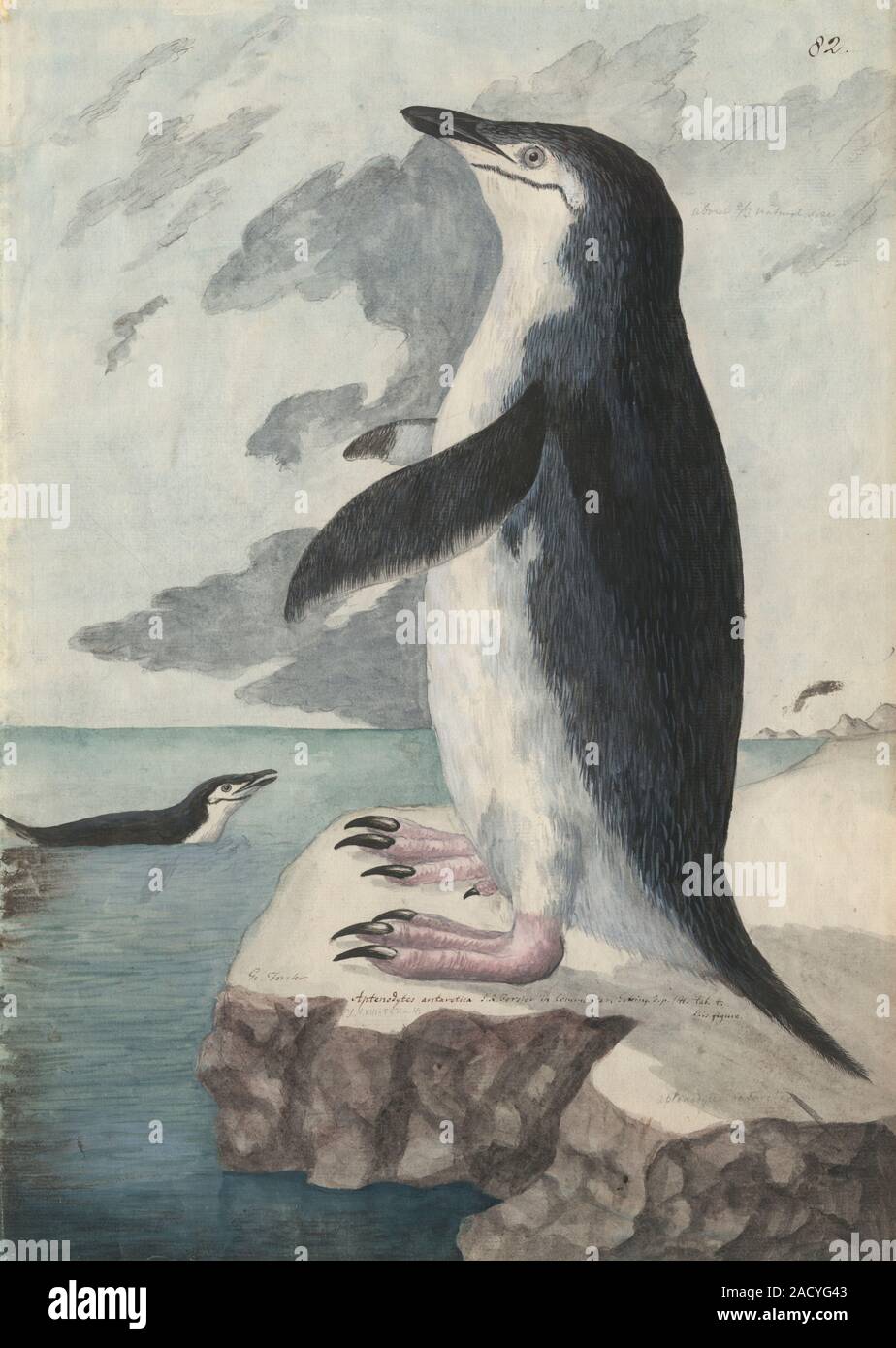 Ff. 82. Watercolour by George Forster annotated 'Aptenodytes antarctica ...