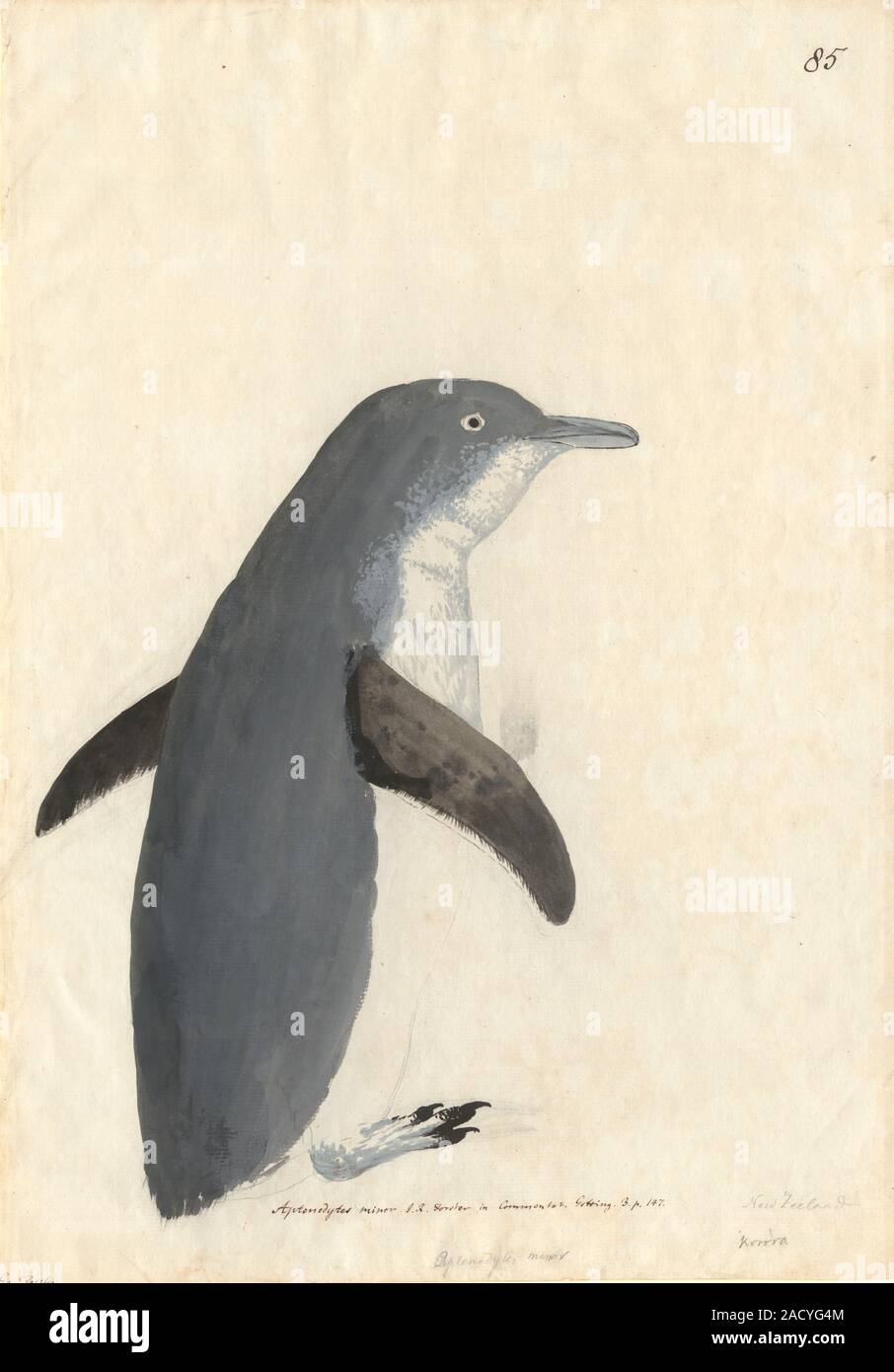 Ff. 85. Watercolour by George Forster (1773) annotated 'Aptenodytes ...