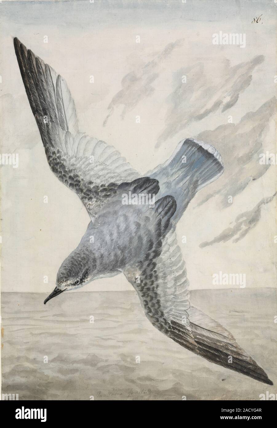 Ff. 86. Watercolour by George Forster annotated 'Procellaria fimilis ...