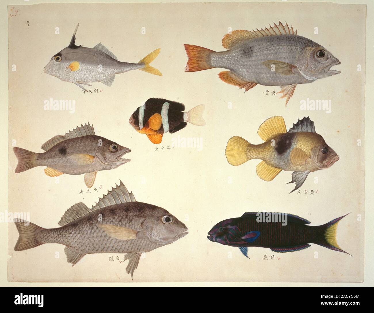 John Reeves, a 19th Century Tea Inspector, travelled to Canton, China ...