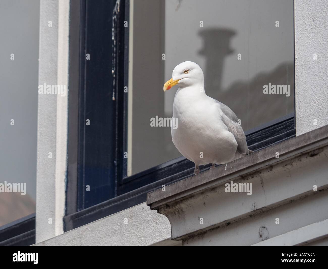 Seagull sitting on the window in Alkmaar, the Netherlands Stock Photo ...