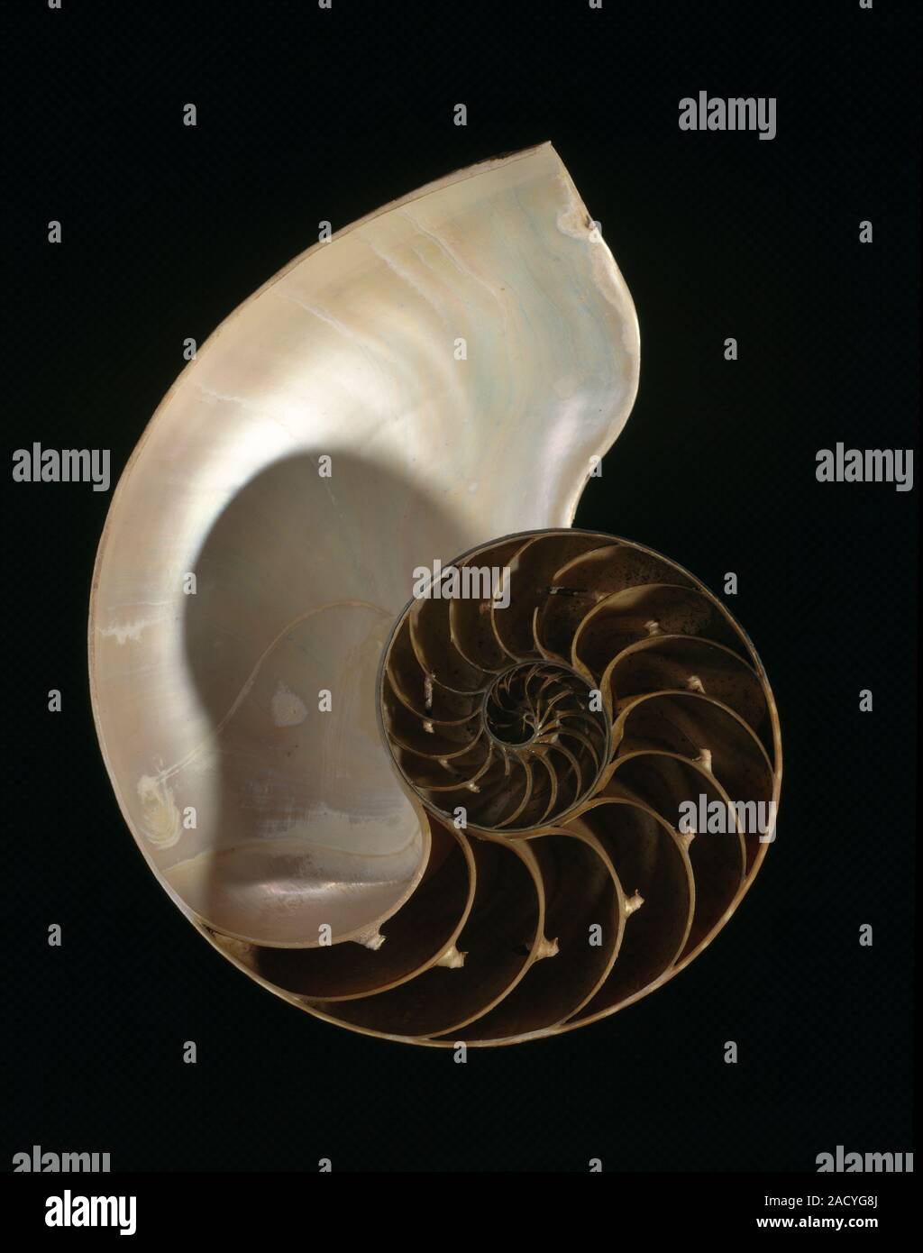 A section through a common nautilus (Nautilus pompiius) showing the ...