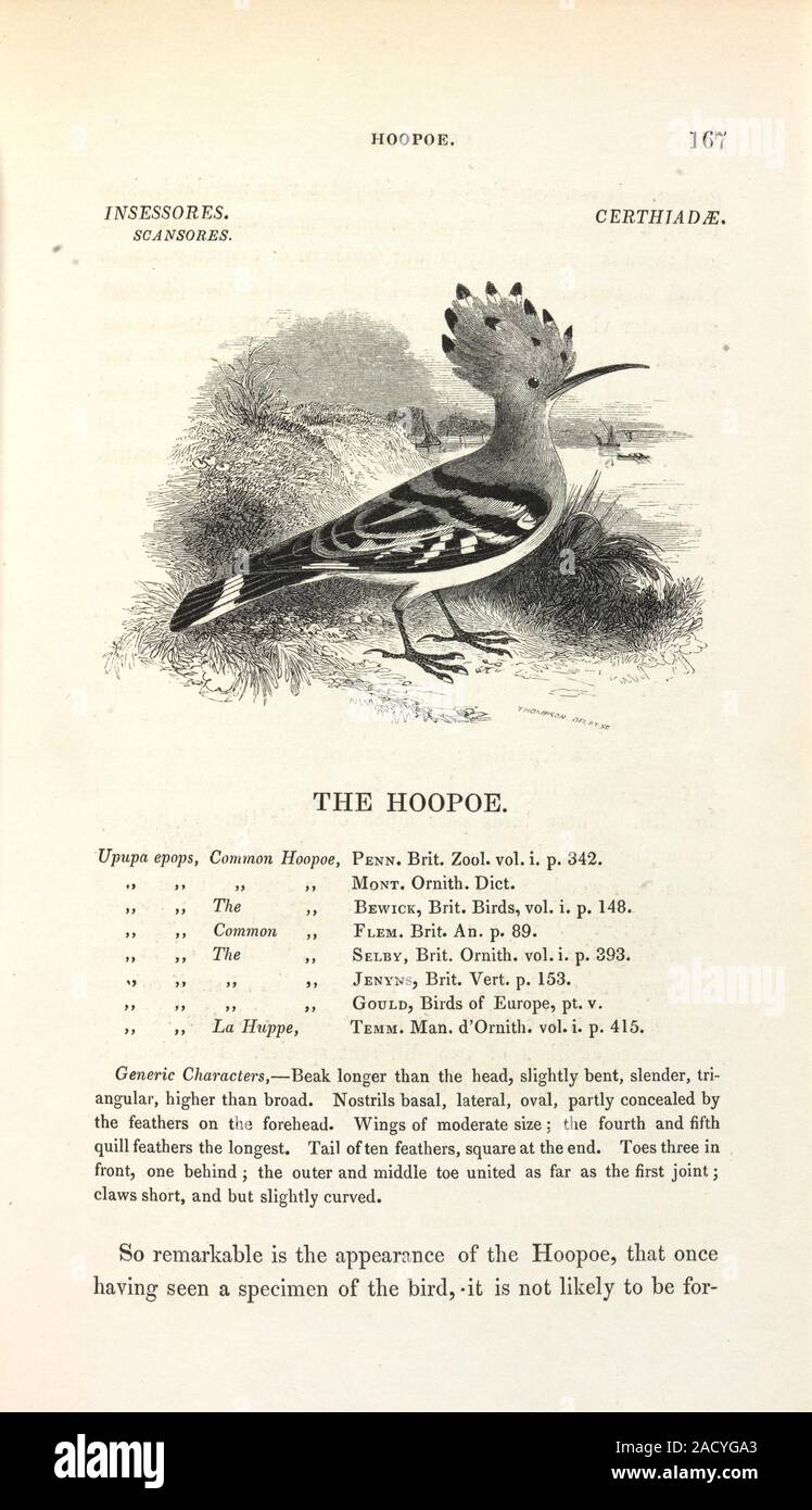 Illustration of a Common Hoopoe by John Thompson Stock Photo - Alamy