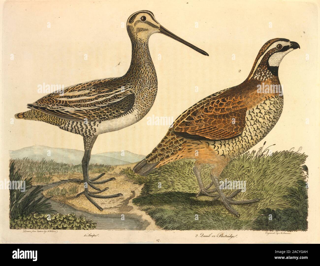 Illustration of a Common Snipe by Alexander Wilson (1766-1813 Stock ...