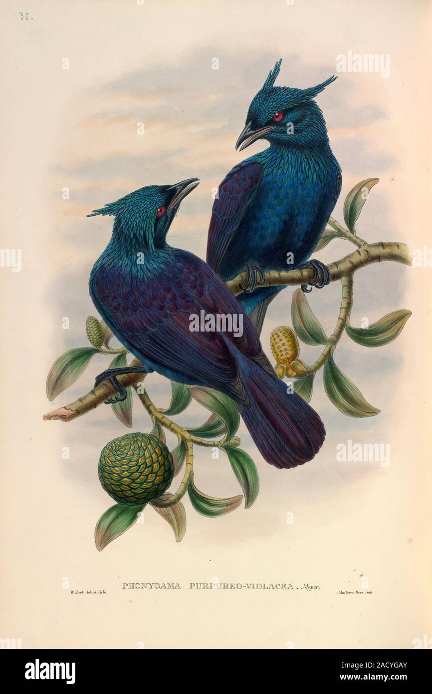 Illustration of a Trumpet Manucode by John Gould (1804-1881 Stock Photo ...