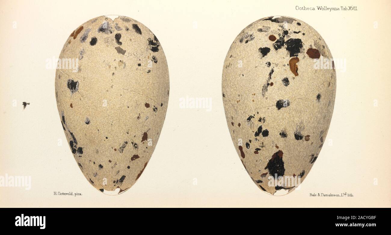 Illustration of Great Auk Eggs by Henrik Gronvold (1858-1940 Stock ...