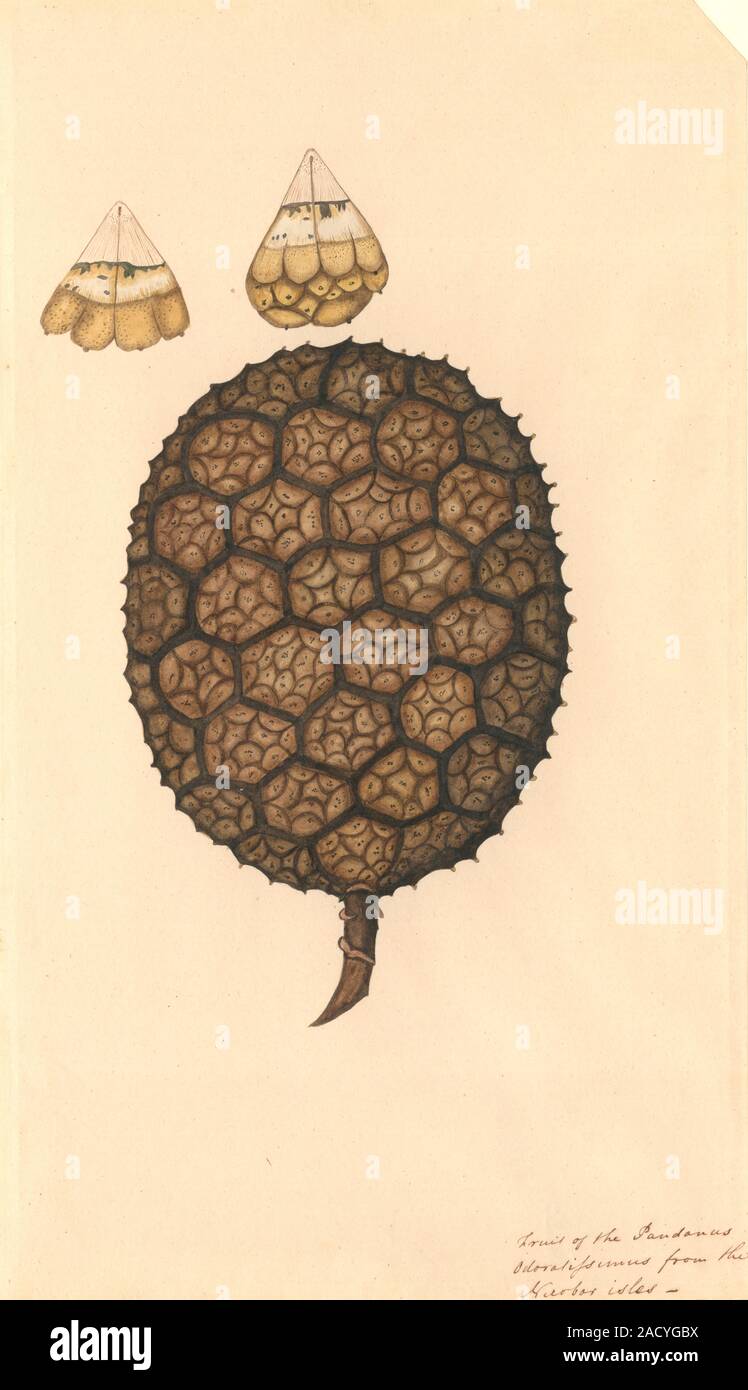 Fruit of the umbrella tree from the Nicobar Isles. Now known as ...