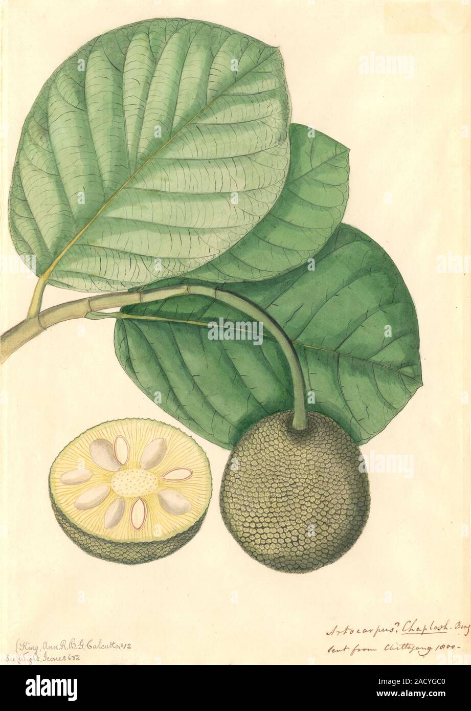 Leaves and fruit of the chapalish tree (Artocarpus chaplasha ...