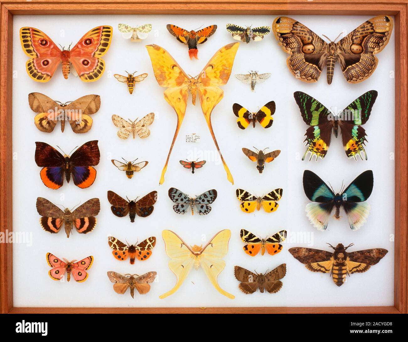 Unidentified photograph of mounted specimens of butterflies and moths ...