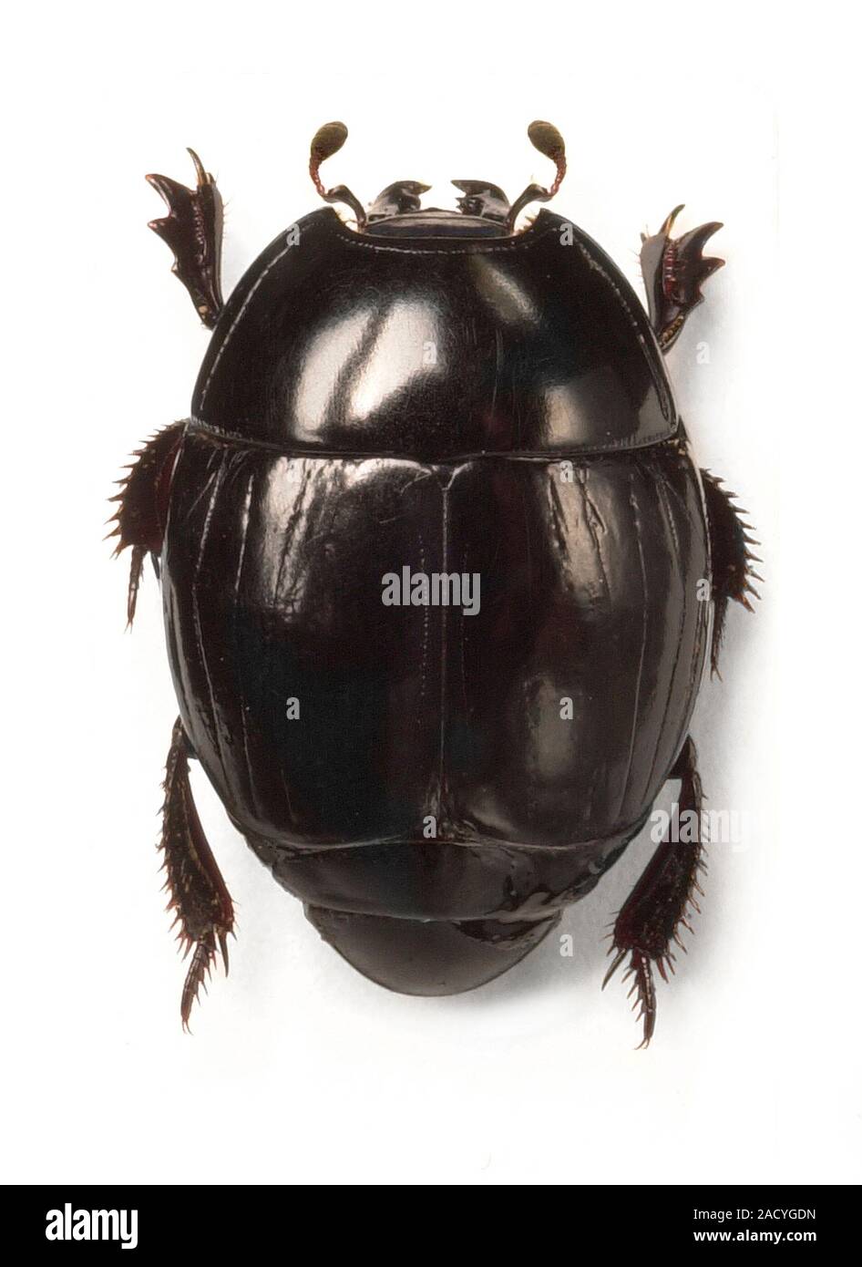 Clown beetle specimen from the family Histeridae held at the Natural ...