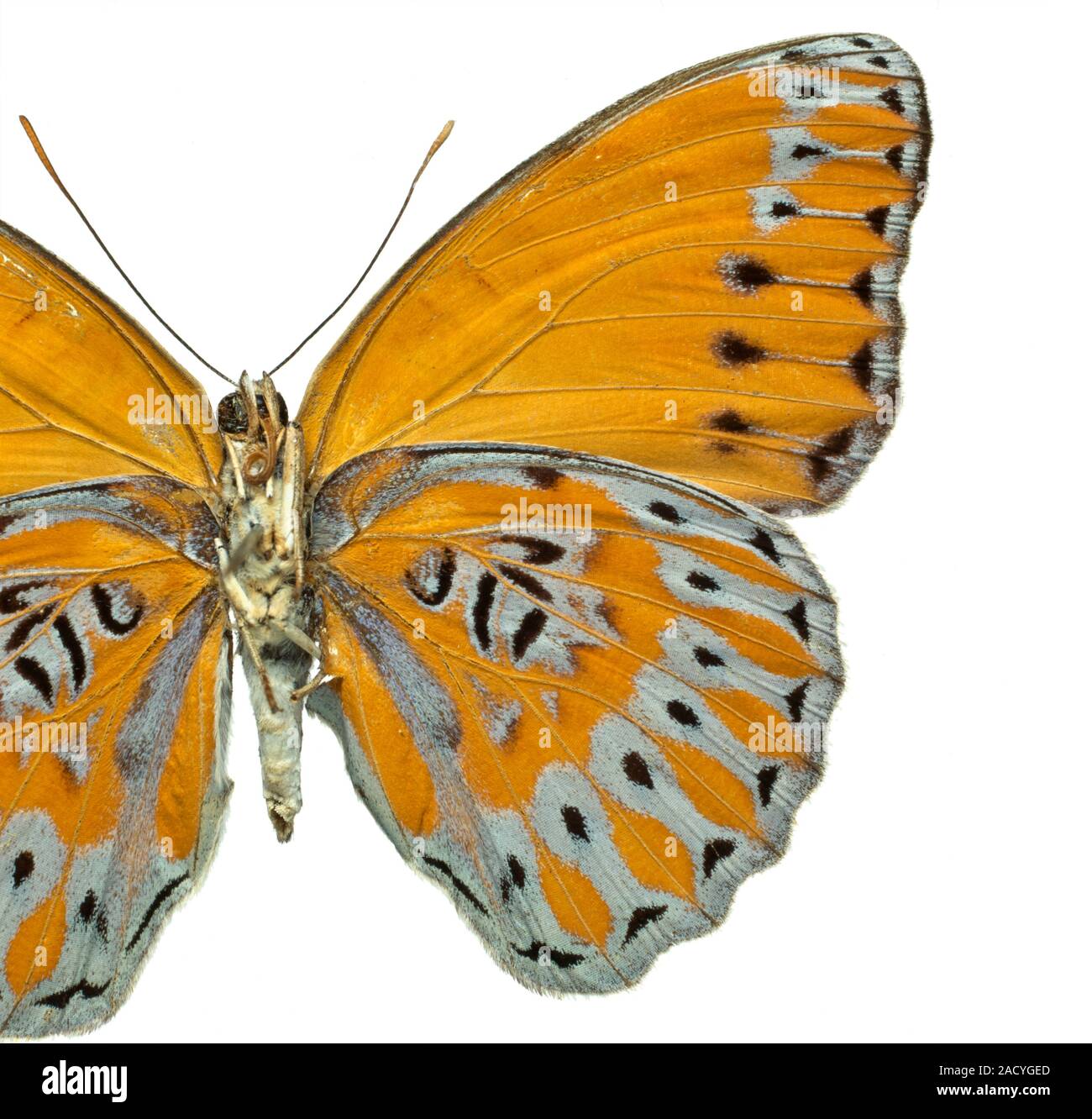 Photograph of the underside of a Crenidomimas concordia, Family ...