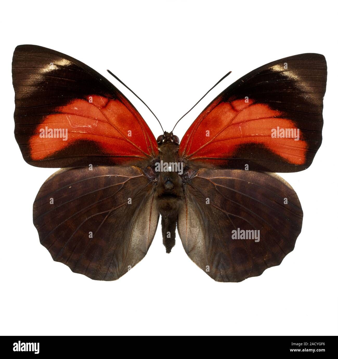 Agrias claudina, Family Nymphalidae (Charaxinae Stock Photo - Alamy