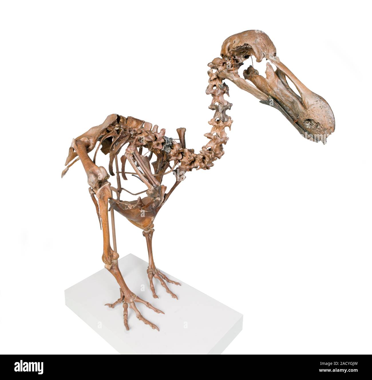This Natural History Museum specimen is a composite of bones from ...