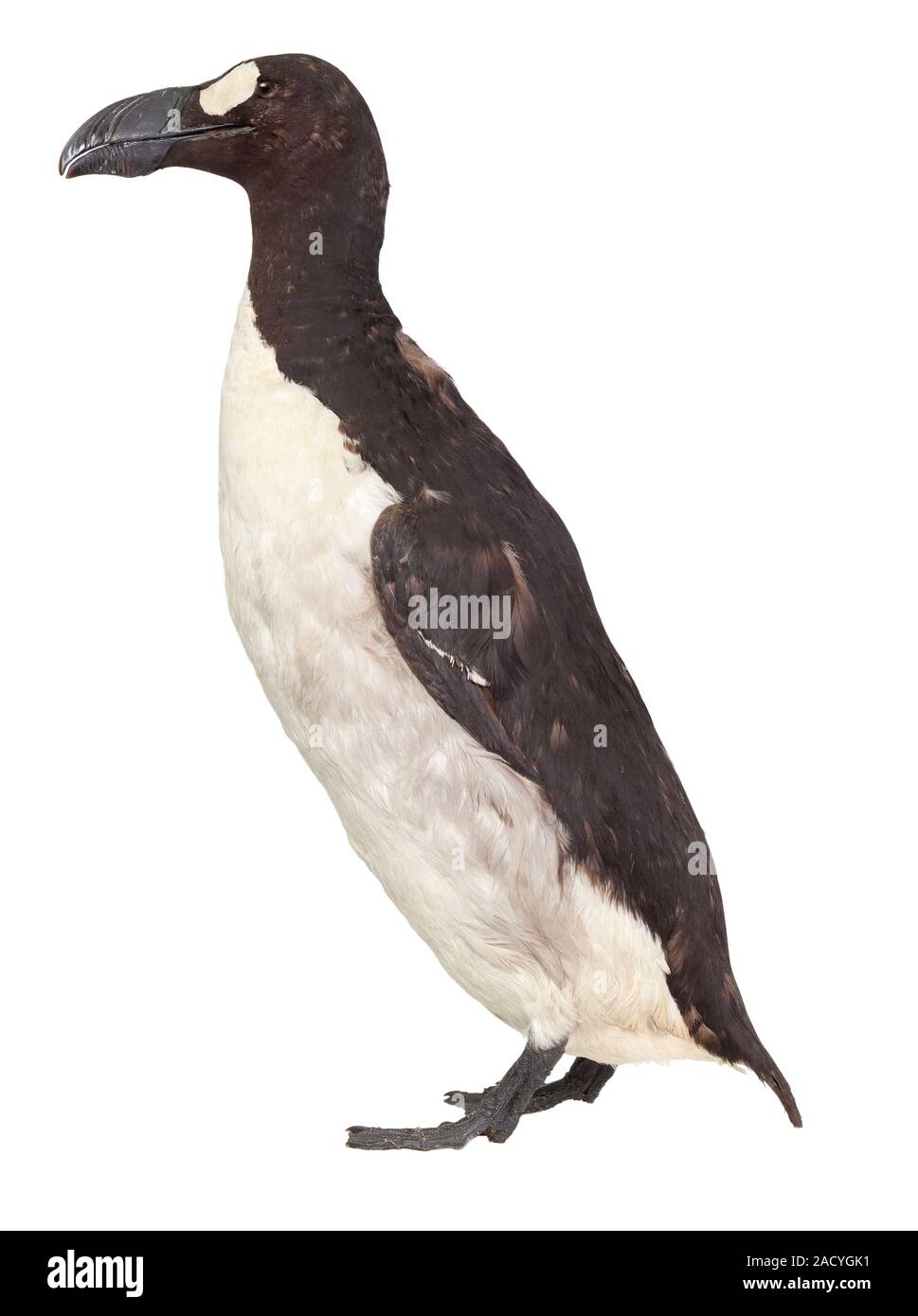 The great auk, Pinguinus impennis, was driven extinct as a result of ...