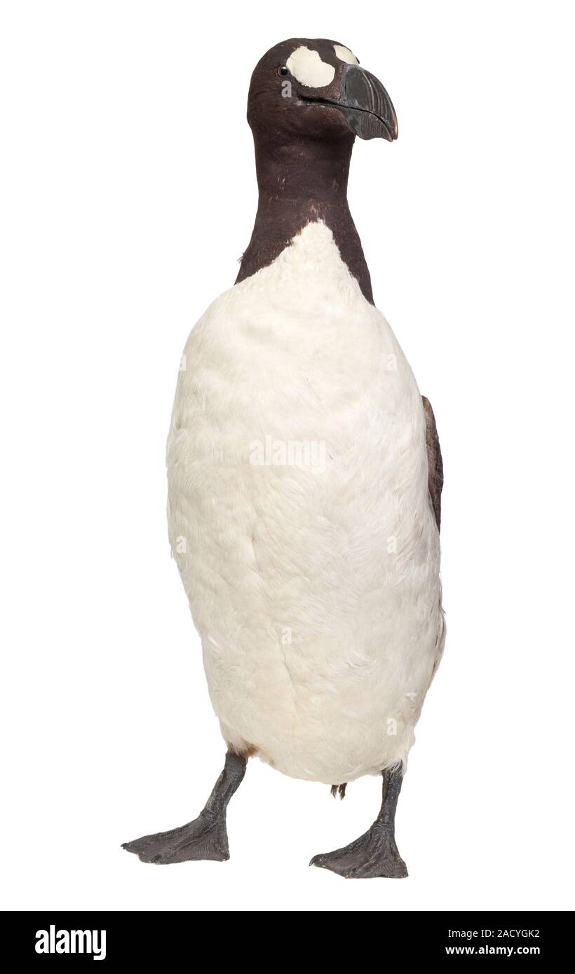 The great auk, Pinguinus impennis, was driven extinct as a result of ...