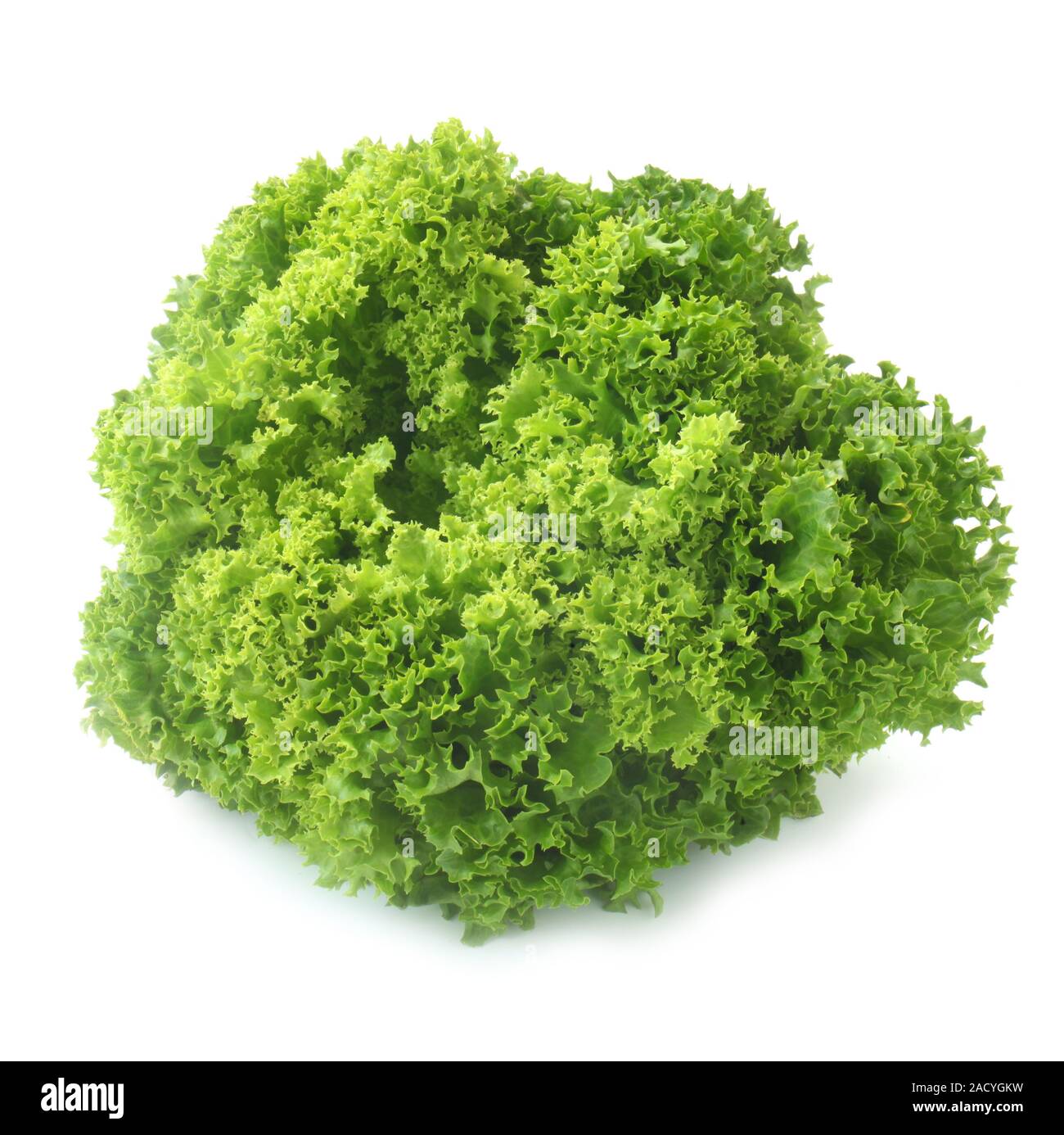 Lollo bionda lettuce hi-res stock photography and images - Alamy