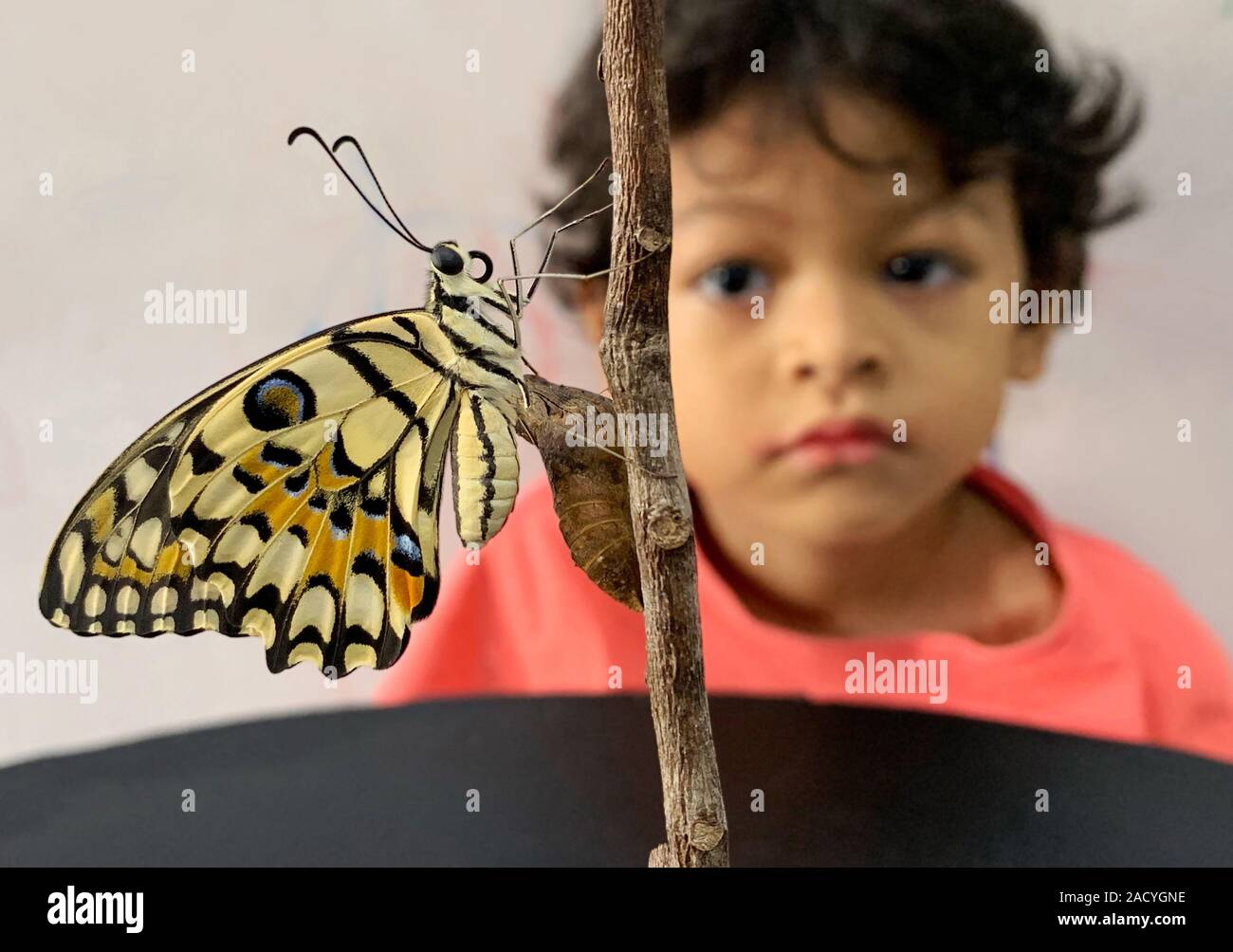 Asian monarch butterfly hi-res stock photography and images - Alamy