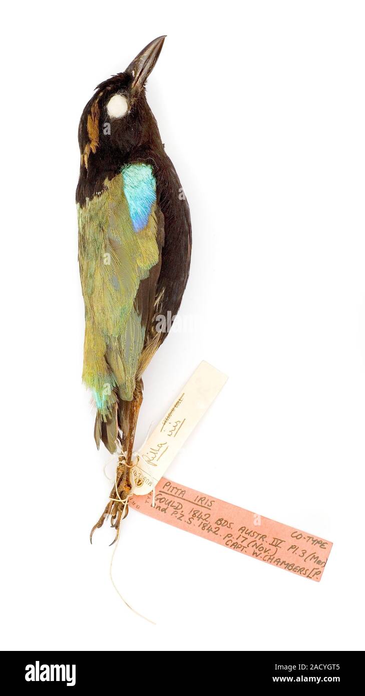 Rainbow Pitta, Pitta Iris, specimen, collected by Captain Chambers in ...