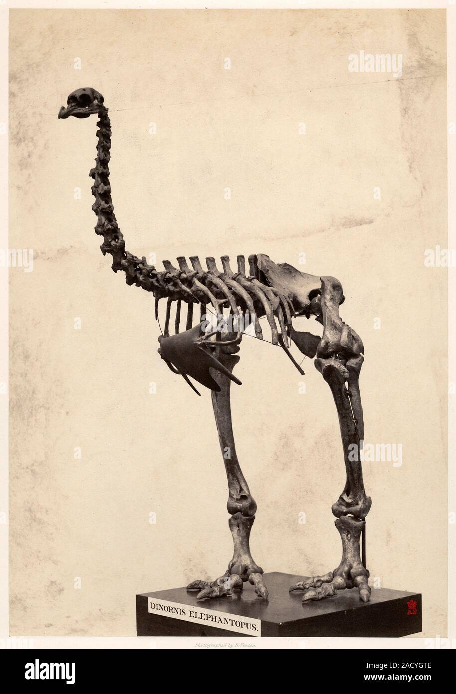 Extinct wingless bird from the superficial deposits of the middle ... Extinct wingless bird from the superficial deposits of the middle ...