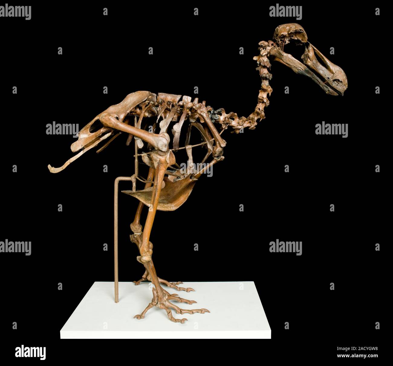This Natural History Museum specimen is a composite of bones from ...