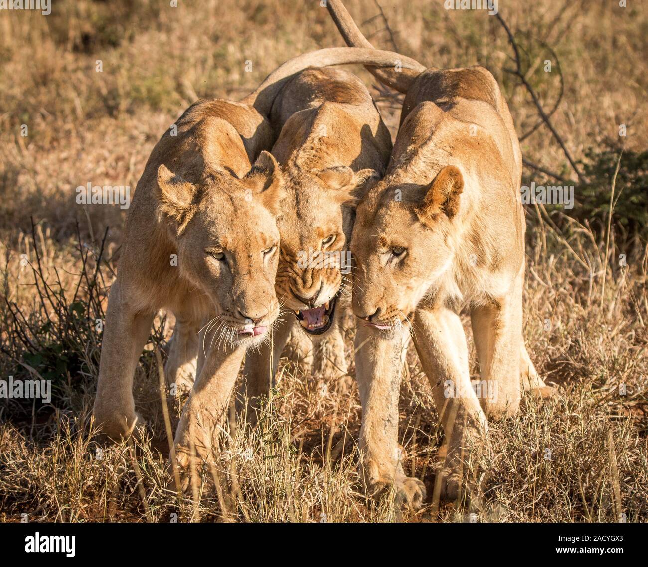 Lion bonding hi-res stock photography and images - Alamy