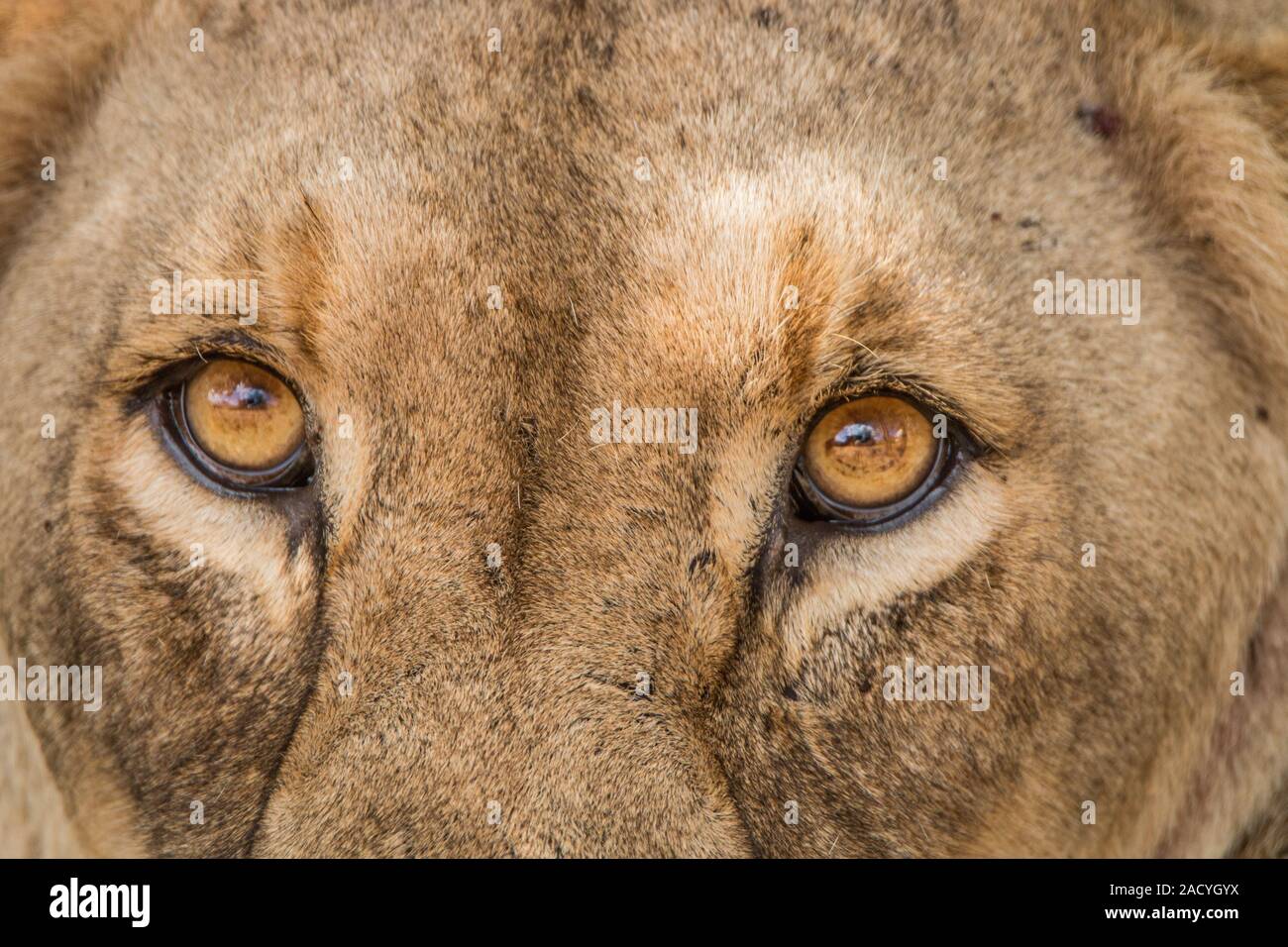 Young Lioness With Brown Eyes