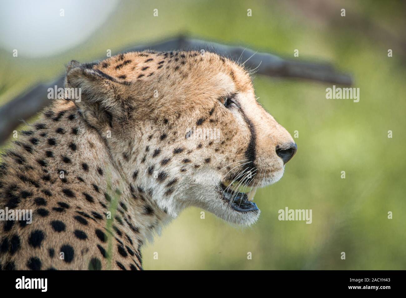 Cheetah profile hi-res stock photography and images - Alamy