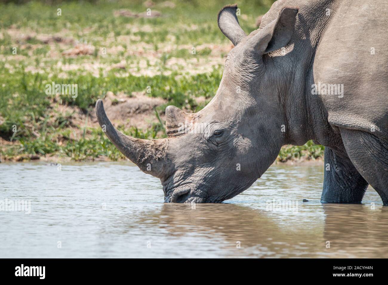 Drinking White rhino in the Kruger National Park Stock Photo - Alamy