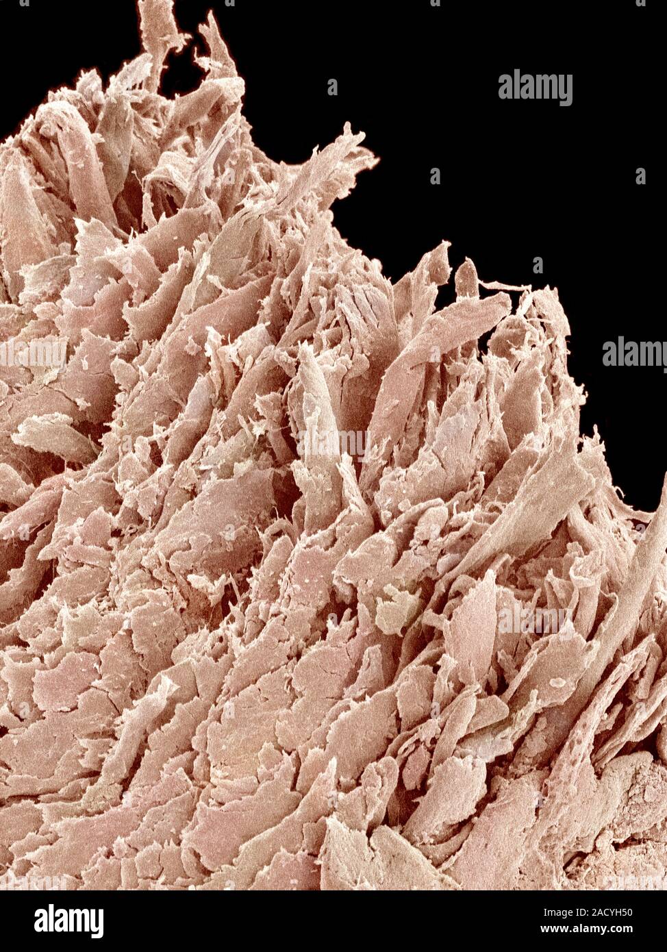 Paper. Coloured scanning electron micrograph (SEM) of the frayed corner ...
