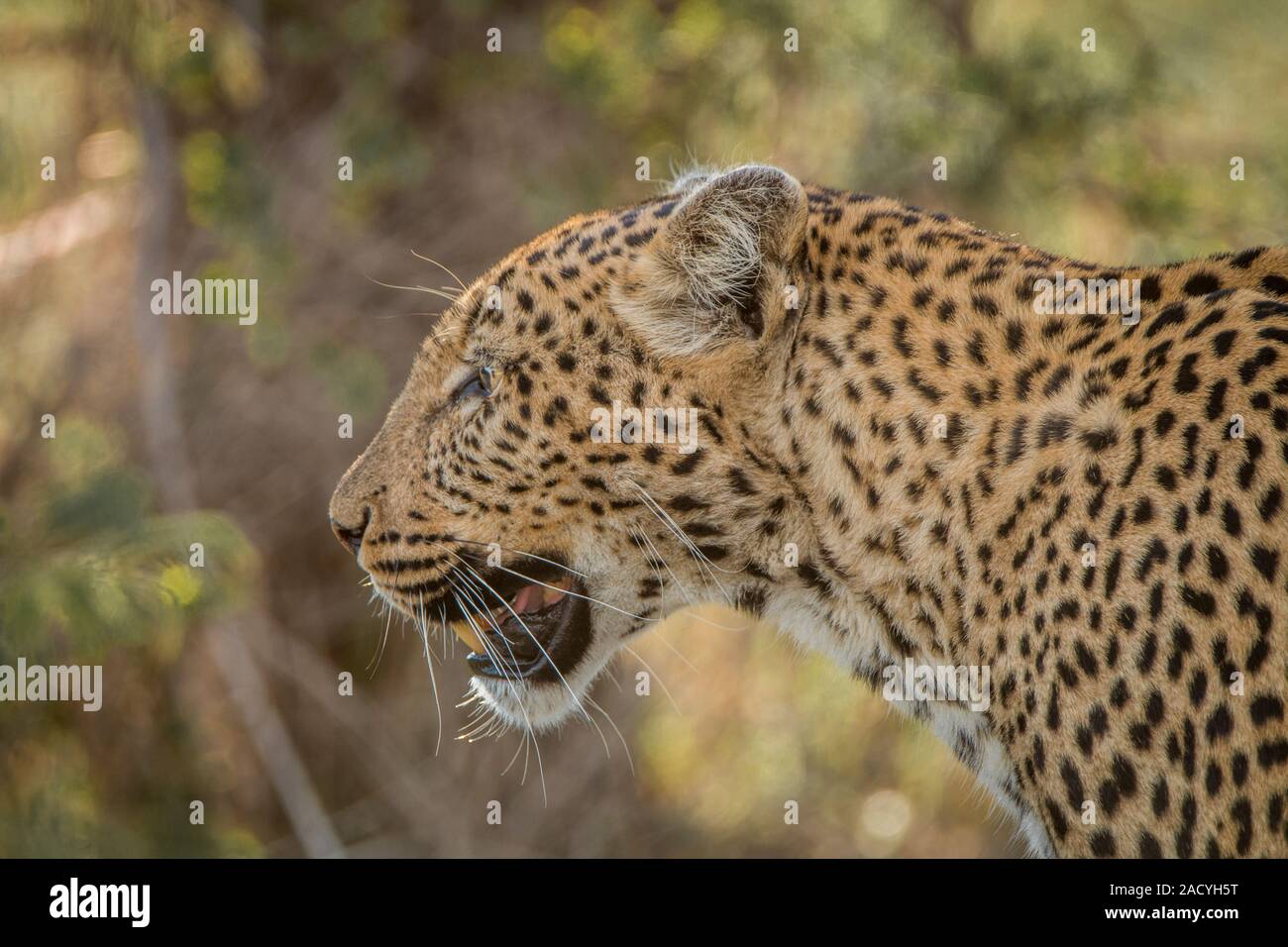 Side profile of a Leopard in the Kruger National Park Stock Photo - Alamy