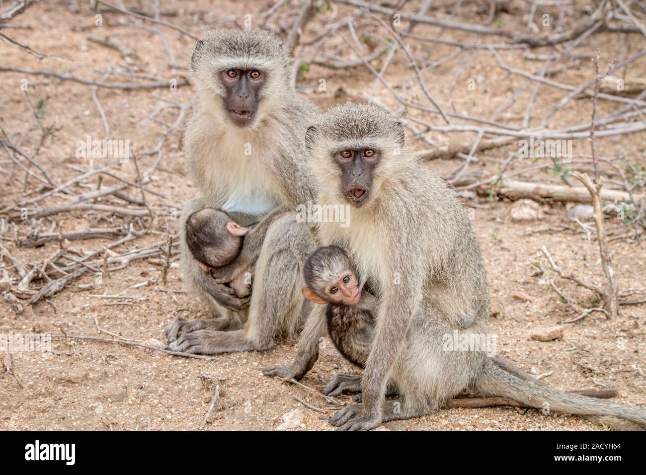 Vervet monkeys kruger national park hi-res stock photography and images ...