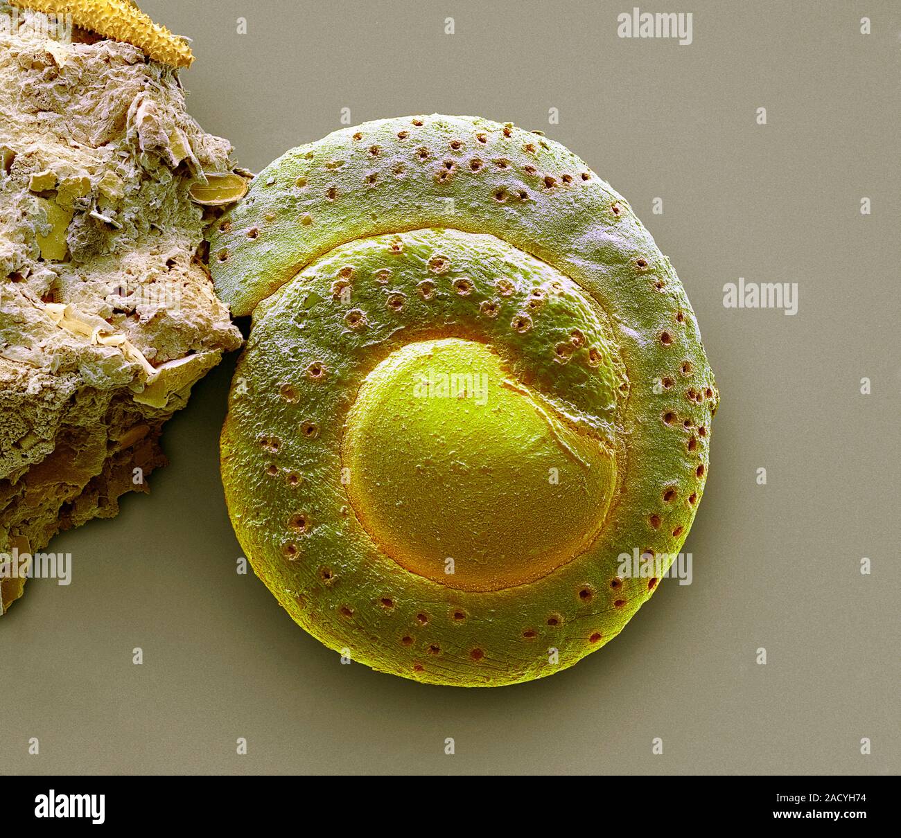 Foraminiferan, coloured scanning electron micrograph (SEM) of ...