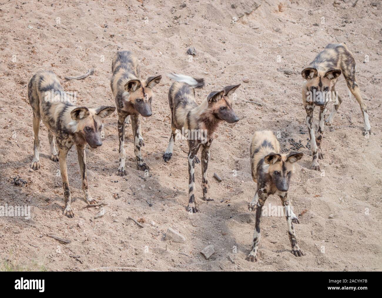 Pack african wild dogs in hi-res stock photography and images - Alamy