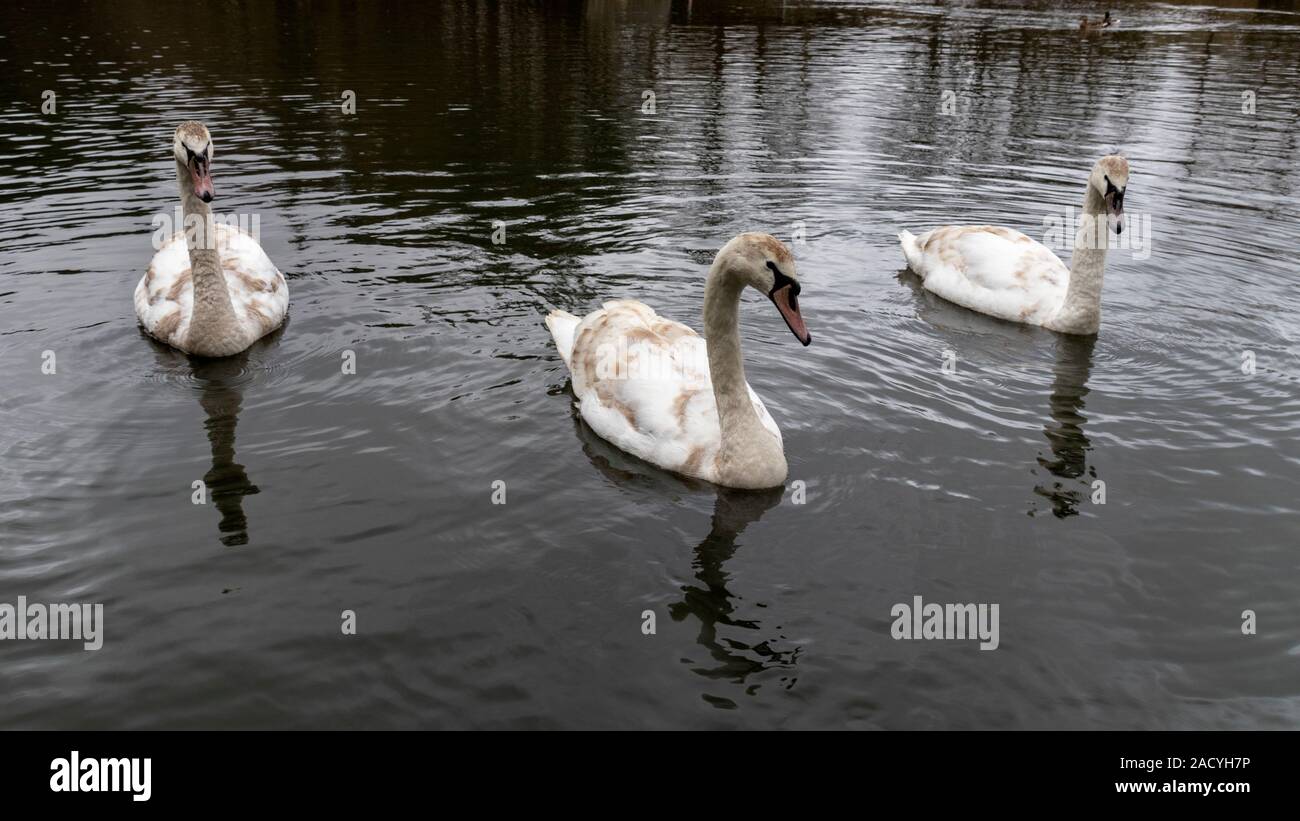 Three swans hi-res stock photography and images - Alamy
