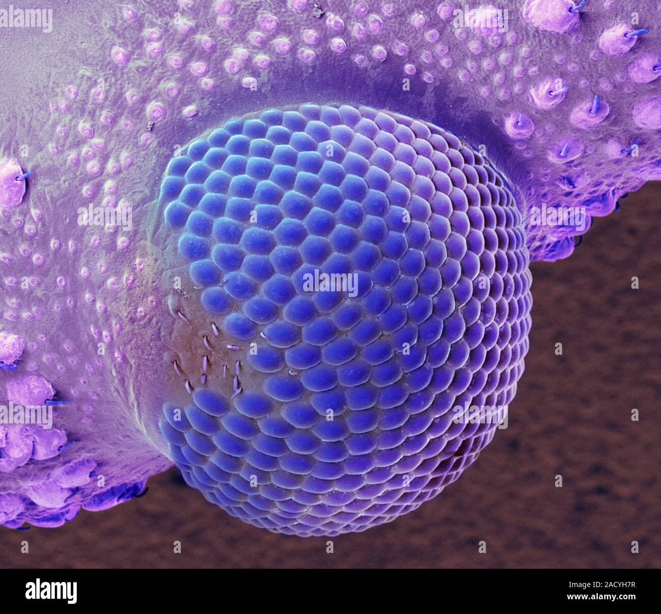 Kissing bug nymph compound eye, coloured scanning electron micrograph ...
