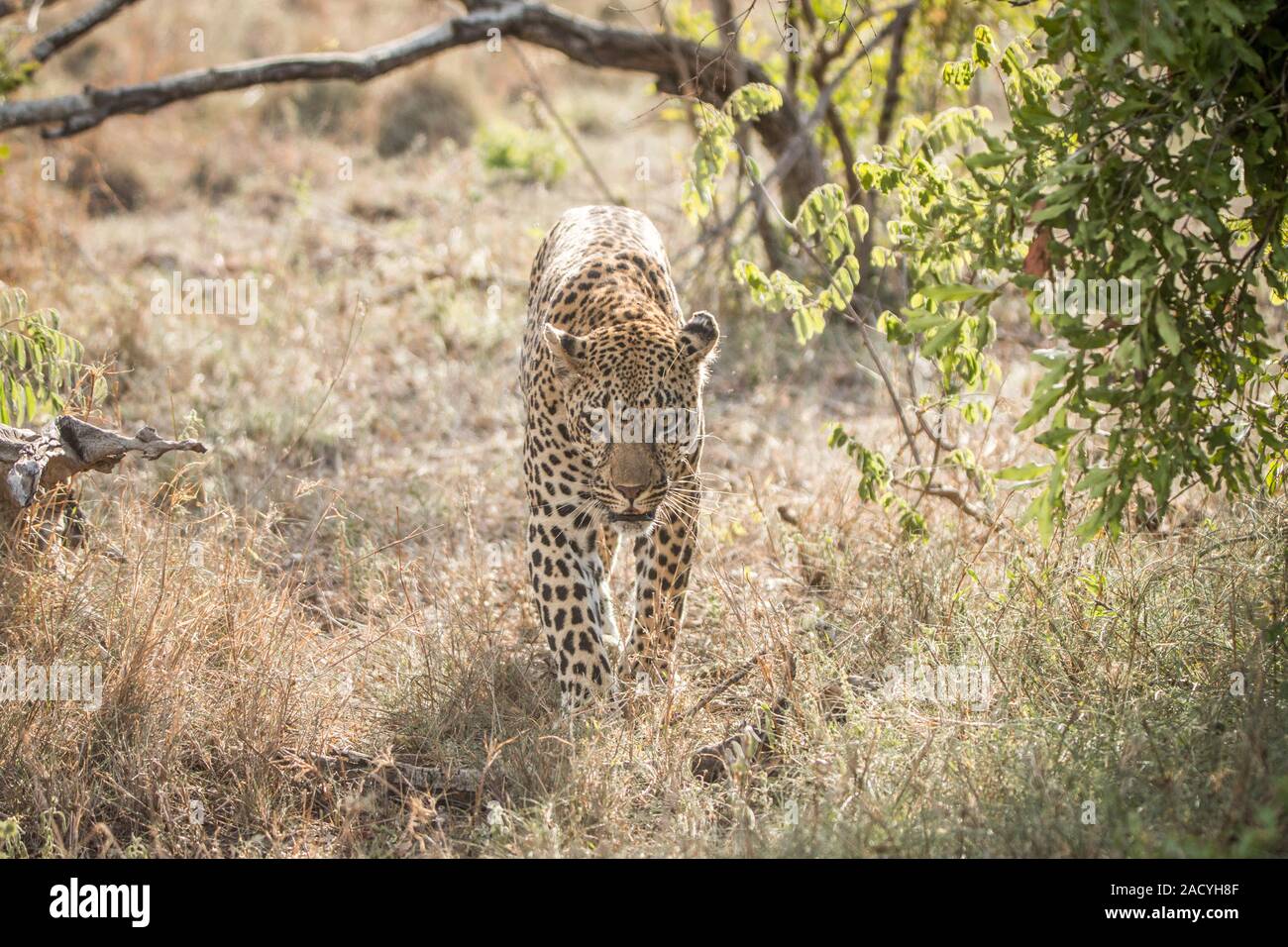 Leopard walking towards the camera in the Kruger National Park Stock ...