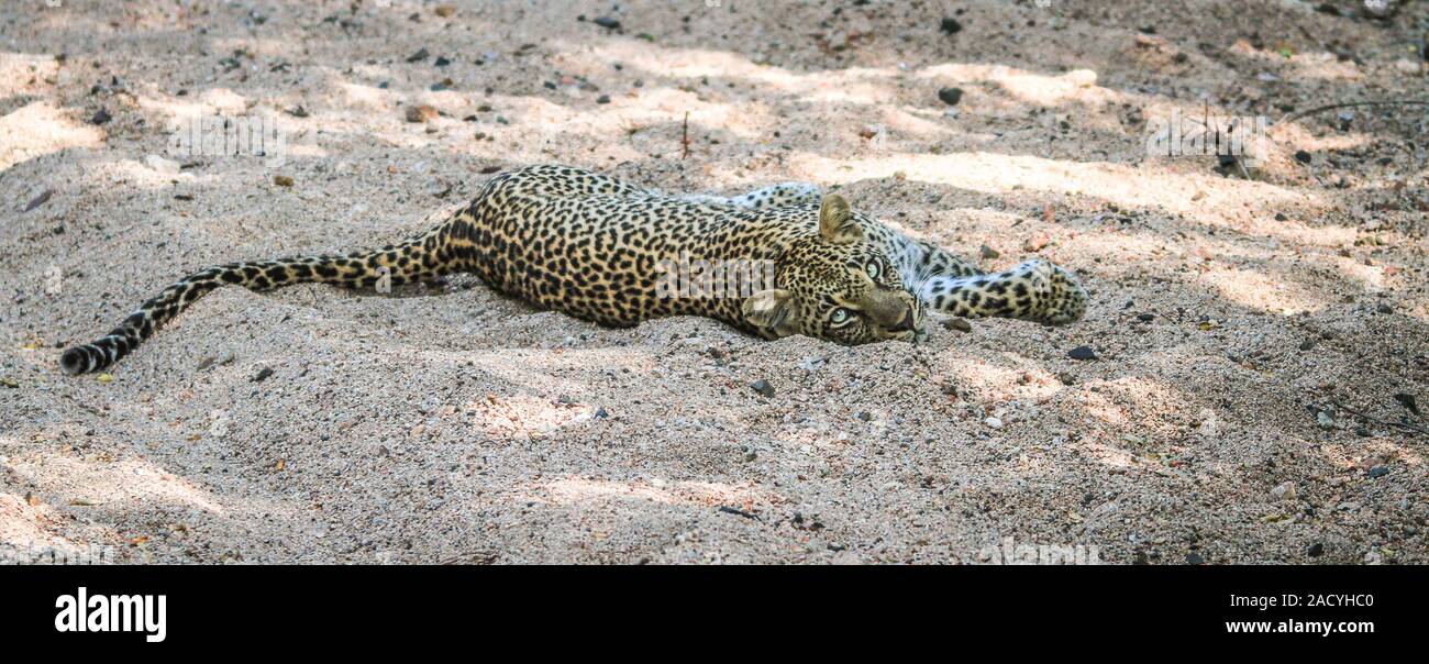 Leopard laying in the sand in the Sabi Sands Stock Photo - Alamy