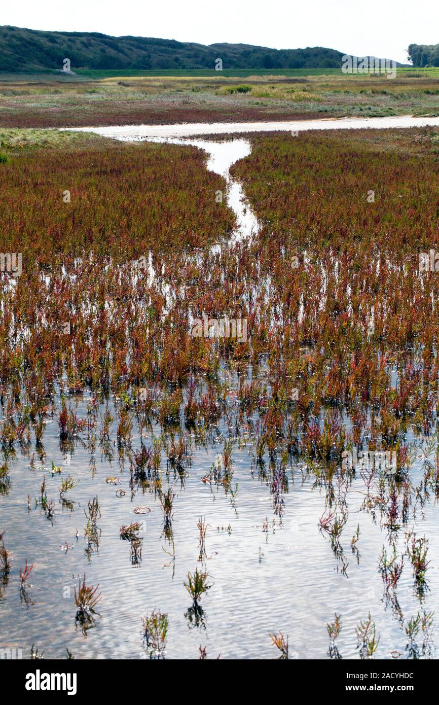 Salicornia is a genus of succulent, halophyte (salt tolerant) plants ...