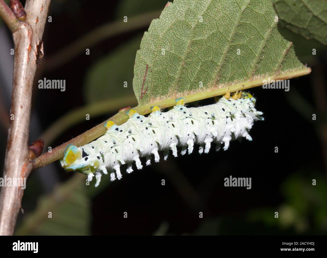 The Cecropia Moth, latin name Hyalophora cecropia, is a species of moth ...
