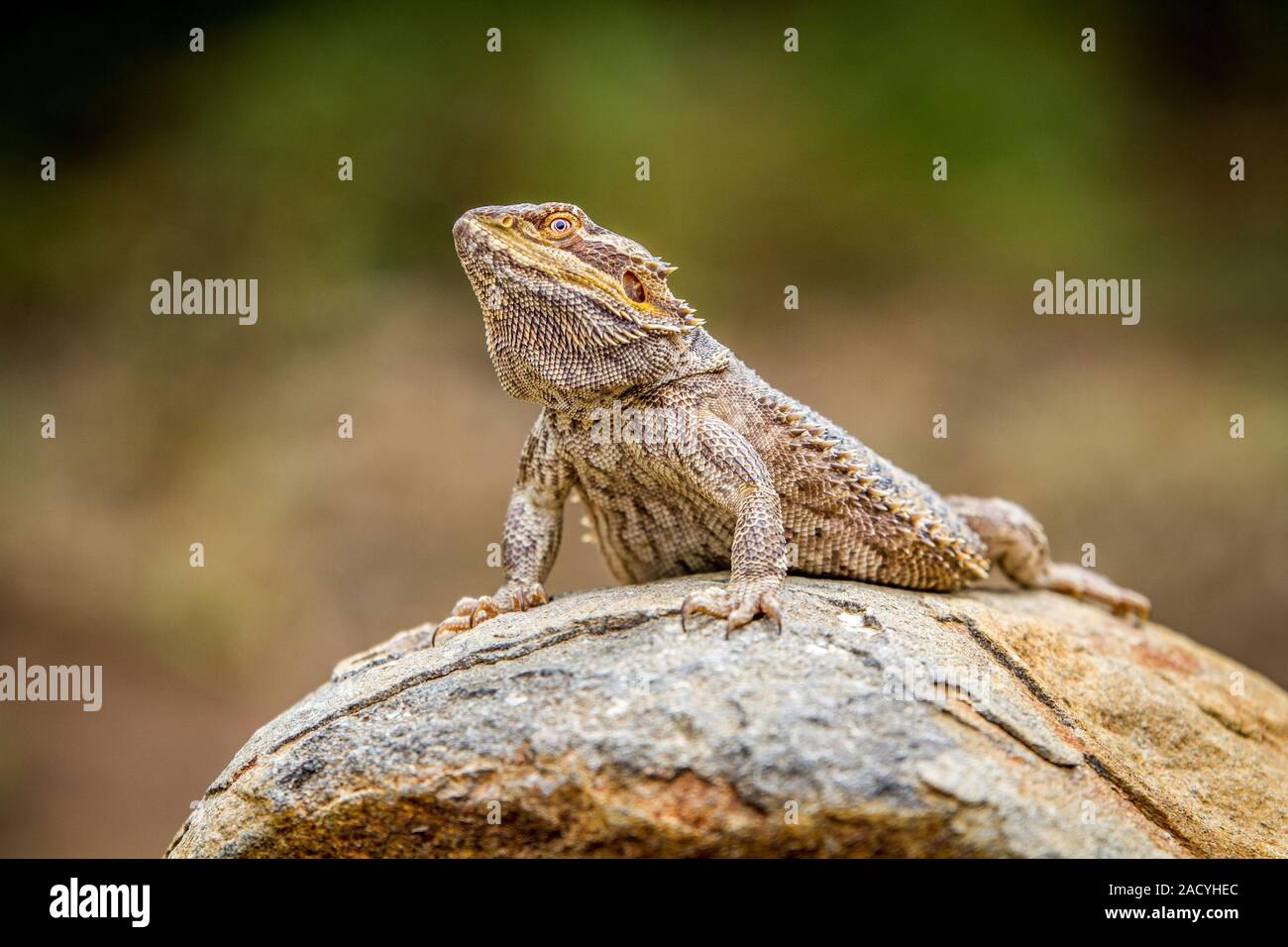 Bearded dragon on a rock Stock Photo - Alamy