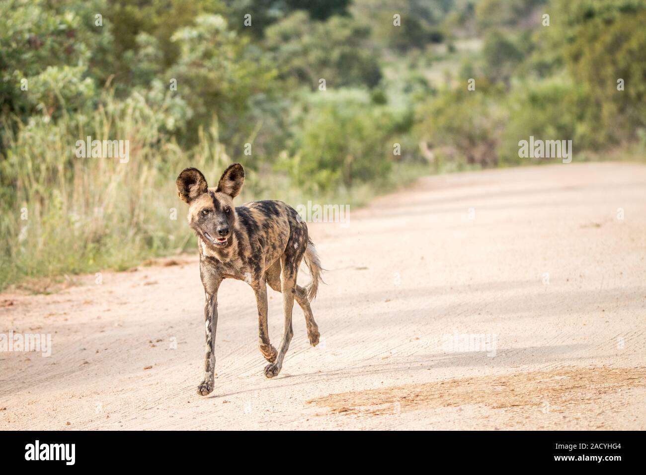 African animals running hi-res stock photography and images - Alamy