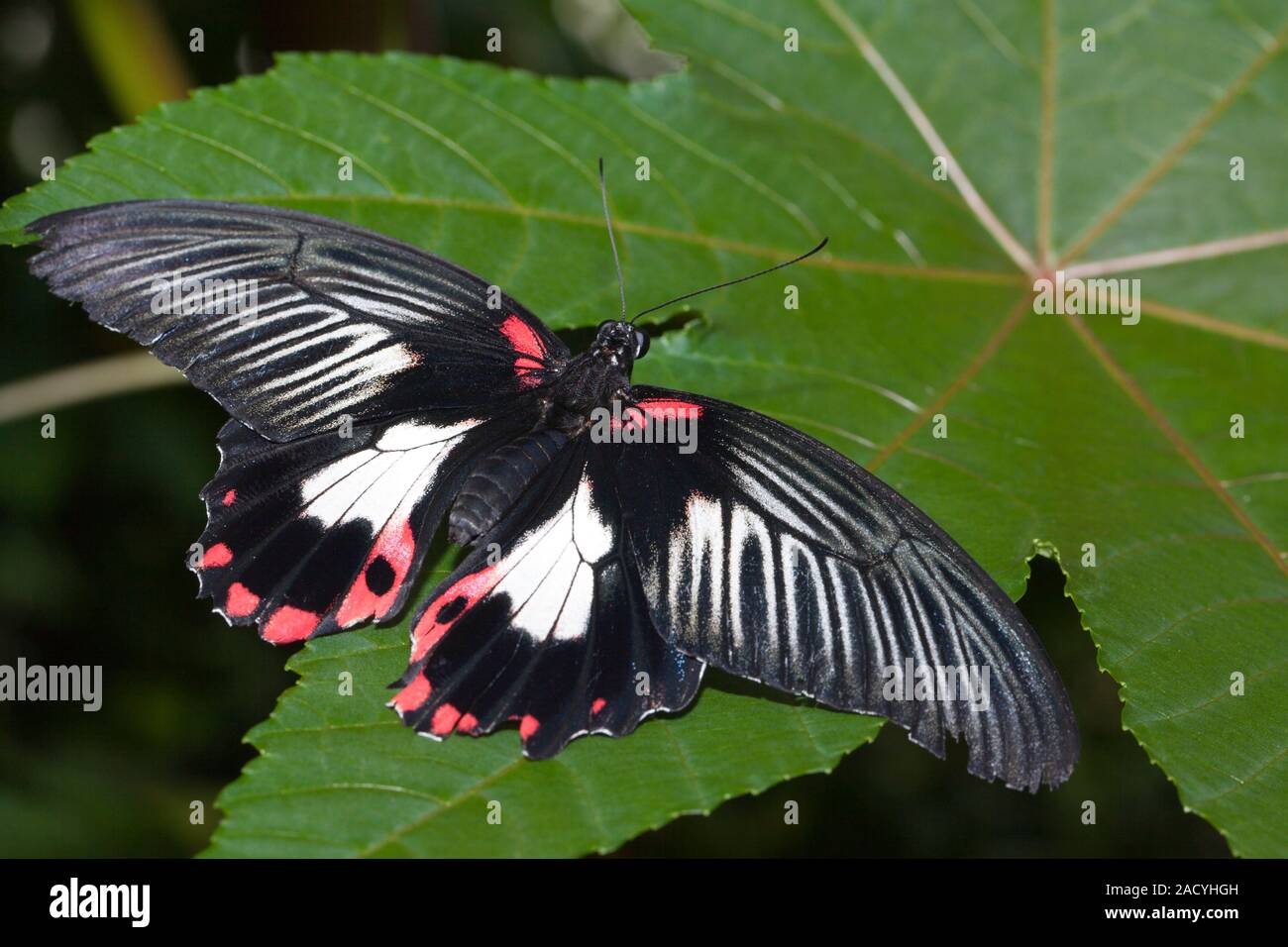 The Great Mormon, latin name Papilio memnon, is a species of butterfly ...