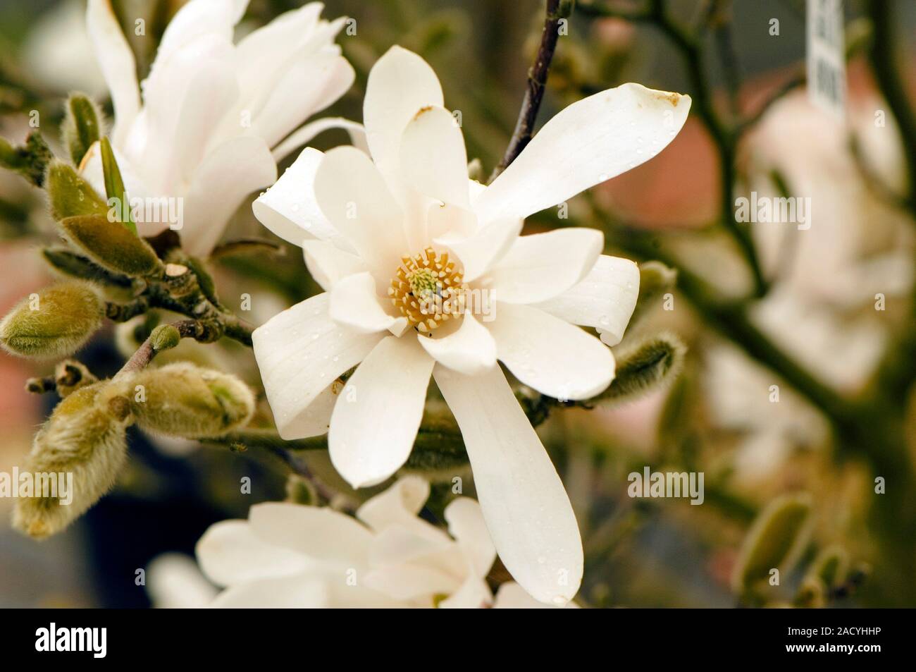 Star magnolia (Magnolia stellata Stock Photo - Alamy