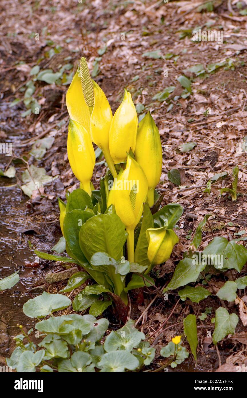 Yellow skunk cabbage (Lysichiton americanus) flowers Stock Photo - Alamy