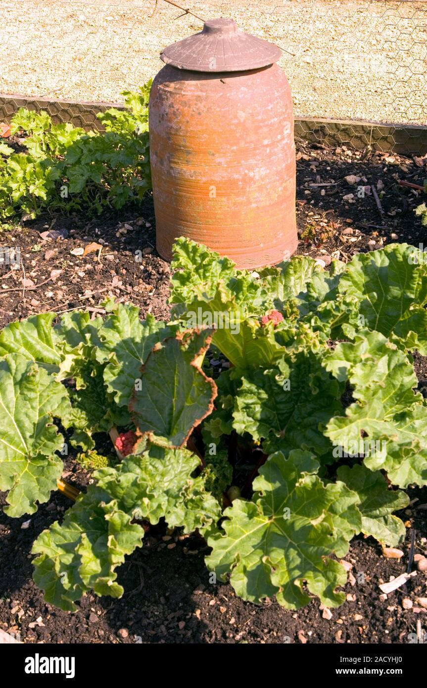 Rhubarb (Rheum x hybridum). In the background is a rhubarb forcer Stock ...