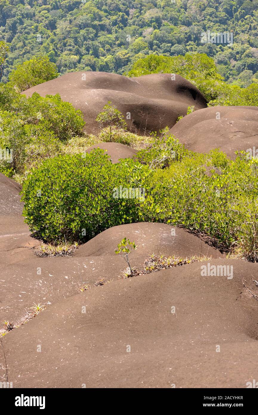 Nouragues Nature Reserve. View down the steep sloping side of an ...