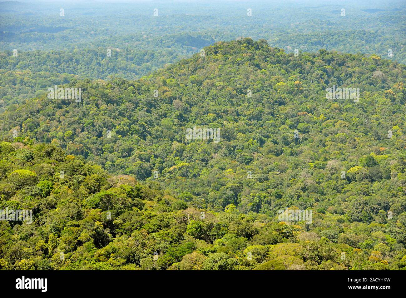 Nouragues Nature Reserve. Aerial view of tropical rainforest in the ...